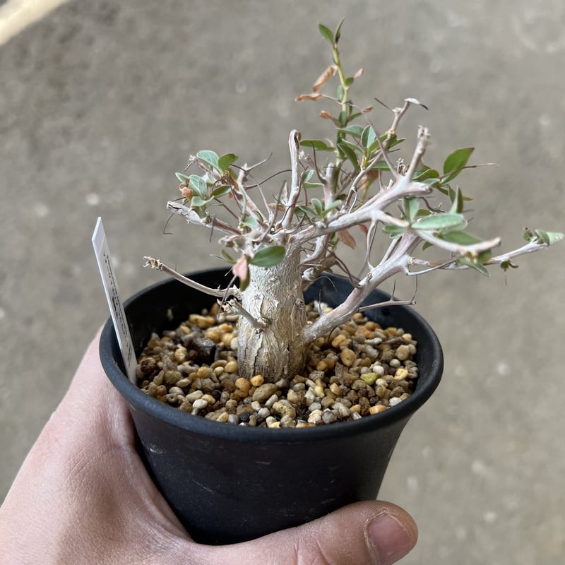 フォークイエリア コルムナリス 観峰玉 | STELLA.PLANTS フォークイエリア コルムナリス 観峰玉 | STELLA.PLANTS