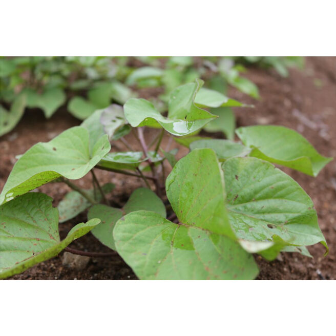 【焼酎3本セット】180mlアソートセット3A（化粧箱付き）／五島列島酒造 | 五島列島マルシェ