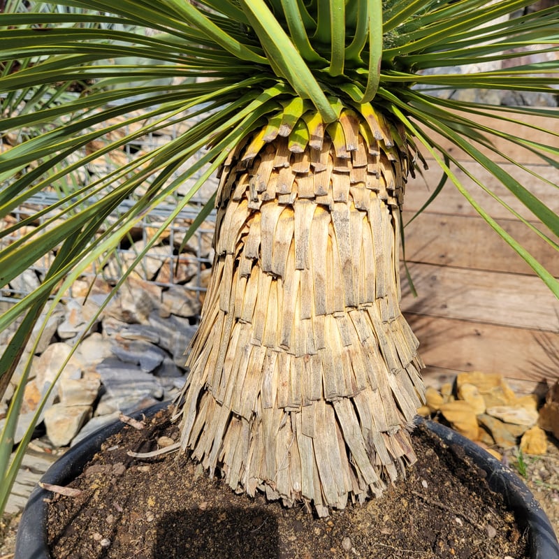 ユッカ ロストラータ Yucca rostrata | ガレージプラス Wood&Works ユッカ ロストラータ Yucca rostrata | ガレージプラス Wood&Works