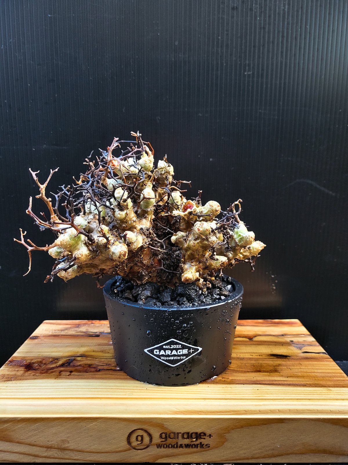 Tylecodon reticulatus | ガレージプラス Wood&Works