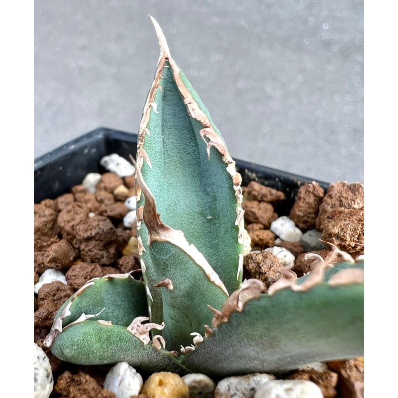 アガベ agave titanota チタノタ『狼人』超極上コレクション株 アガベ agave titanota チタノタ『狼人』超極上コレクション株