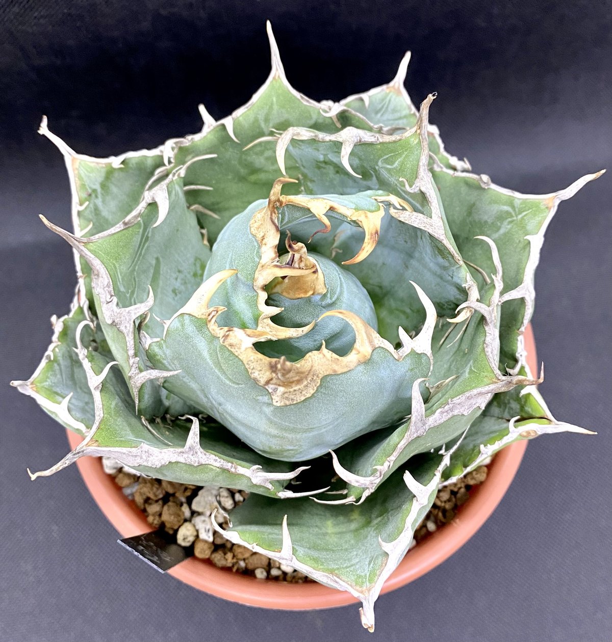 アガベ agave チタノタ 白鯨 厳選大株 | Lucky Summer Agave アガベ agave チタノタ 白鯨 厳選大株 | Lucky Summer Agave