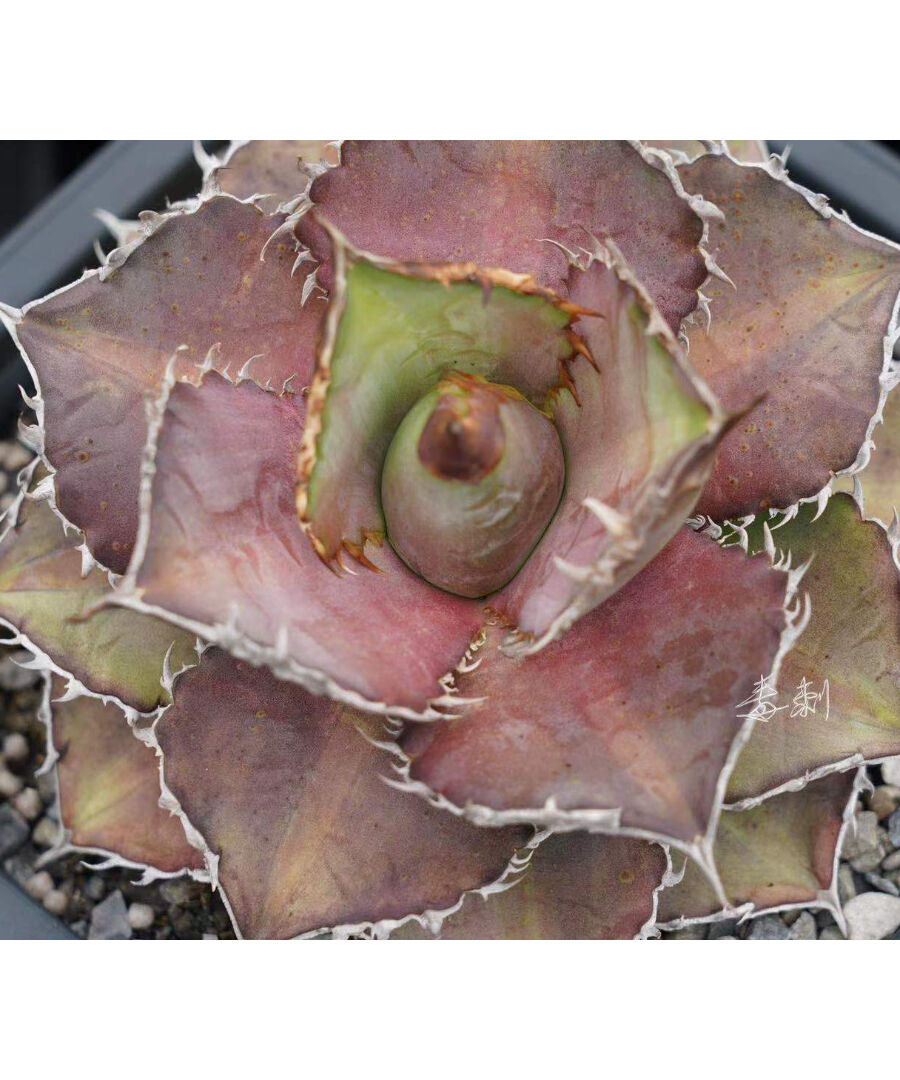アガベ agave チタノタ titanota 緋紅牡丹 発根済み子株 | Lucky アガベ agave チタノタ titanota 緋紅牡丹 発根済み子株 | Lucky