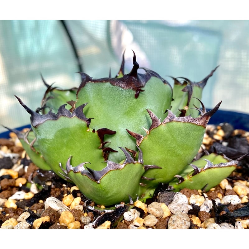 アガベ agave チタノタ titanota 黒鯨 極上陽炎黒棘子株 | Lucky アガベ agave チタノタ titanota 黒鯨 極上陽炎黒棘子株 | Lucky
