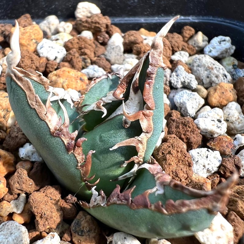 アガベ agave titanota チタノタ『狼人』超極上コレクション株 アガベ agave titanota チタノタ『狼人』超極上コレクション株