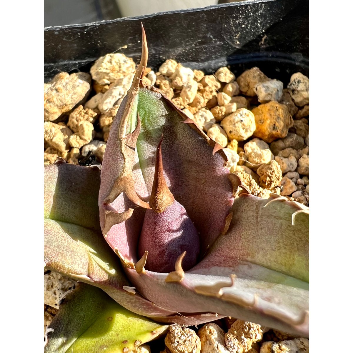 アガベ agave titanota チタノタ『白犀牛』超極上コレクション株 アガベ agave titanota チタノタ『白犀牛』超極上コレクション株