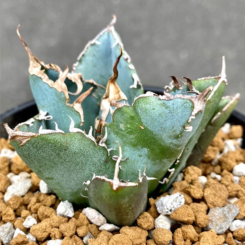 titanota 白鯨 アガベ Agave 抜き苗 titanota 白鯨 アガベ Agave 抜き苗