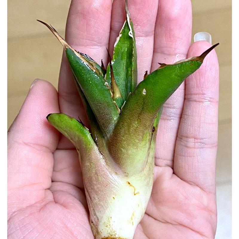 アガベ agave チタノタ titanota 鬼爪 雪峰 大きめサイズ子株 アガベ agave チタノタ titanota 鬼爪 雪峰 大きめサイズ子株