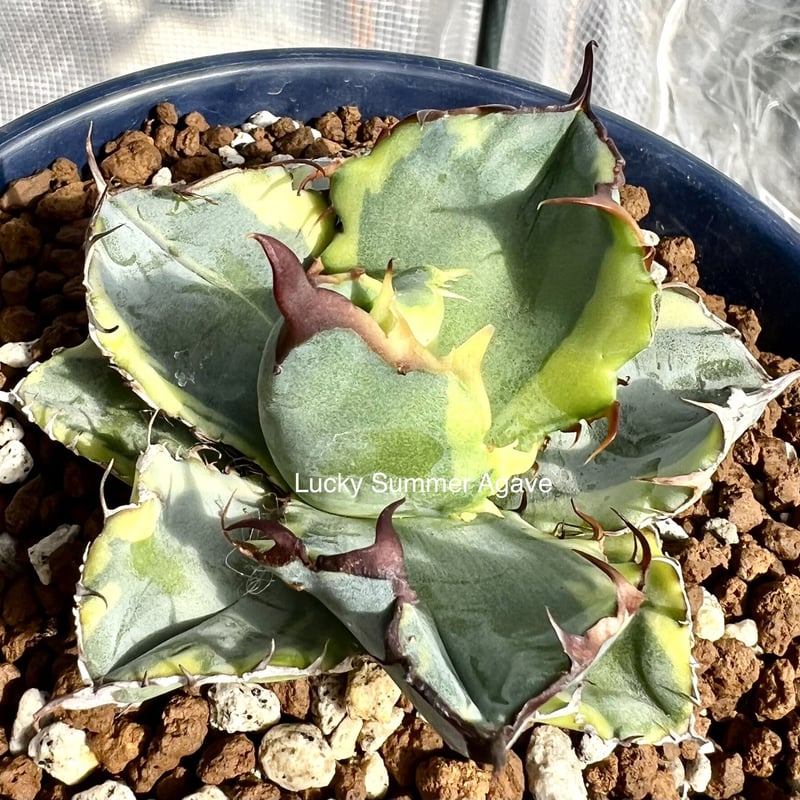 アガベ agave titanota チタノタ『ブルーダイヤモンド』発根済み アガベ agave titanota チタノタ『ブルーダイヤモンド』発根済み