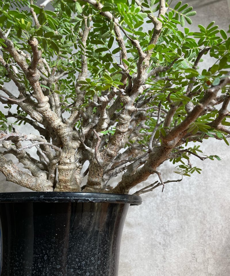 センナ メリディオナリス Senna meridionalis 発根済 (商品番号 センナ メリディオナリス Senna meridionalis 発根済 (商品番号