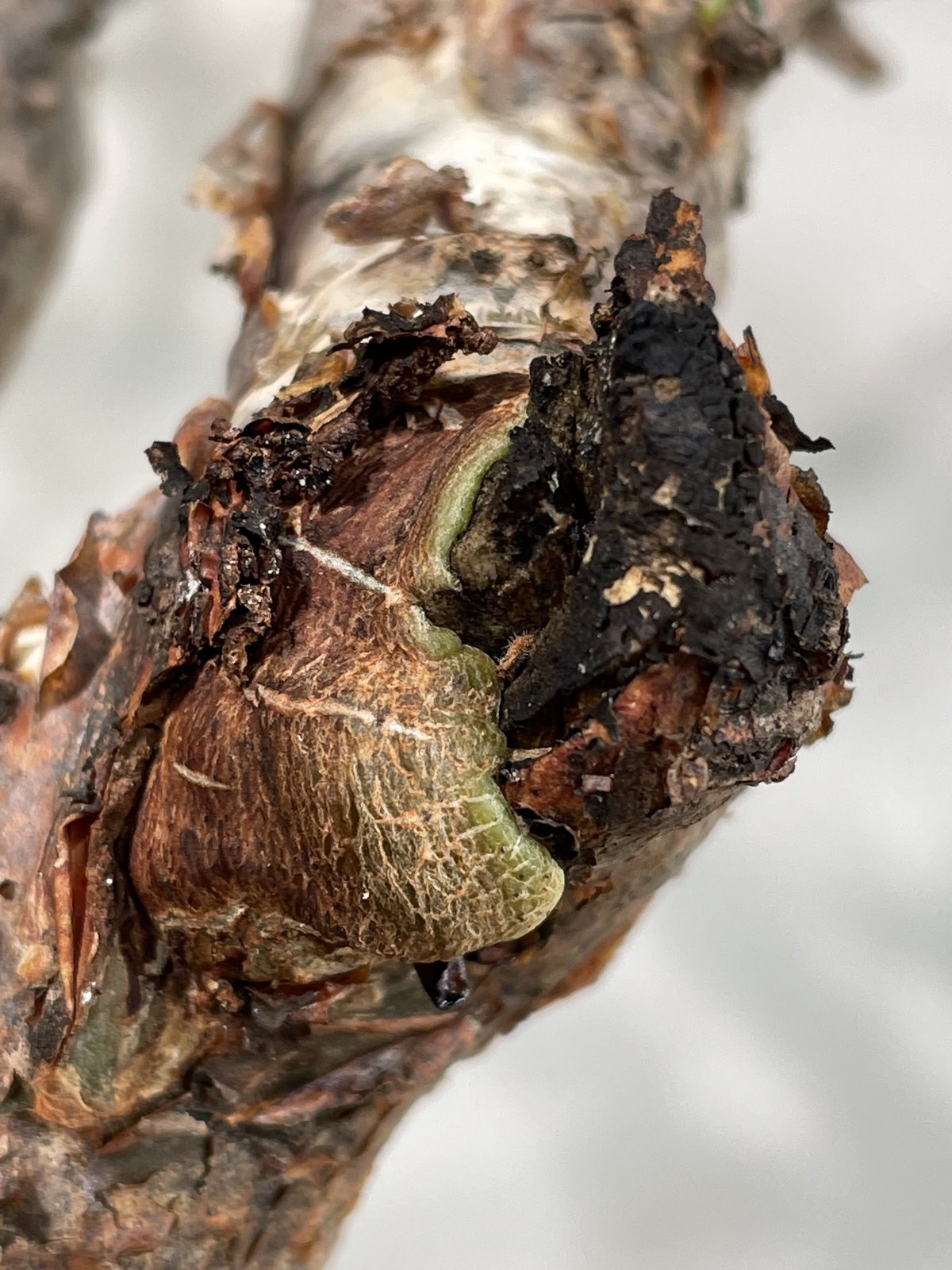 コミフォラ モンストローサ /Commiphora monstrosa 発根済 (幹幅 コミフォラ モンストローサ /Commiphora monstrosa 発根済 (幹幅