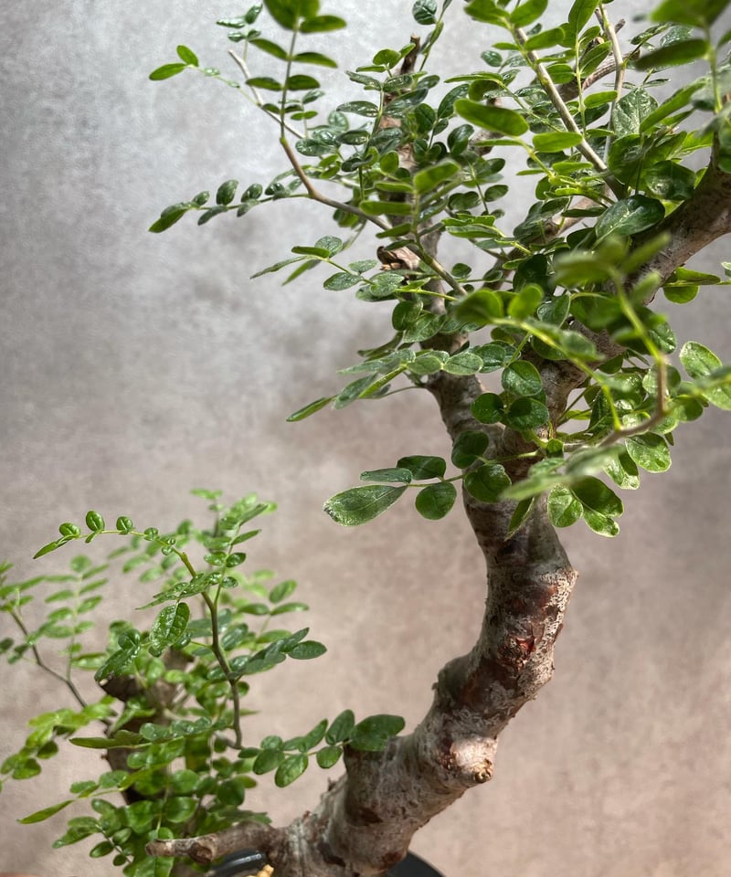 コミフォラ モンストローサ /Commiphora monstrosa 発根済 (幹幅 コミフォラ モンストローサ /Commiphora monstrosa 発根済 (幹幅