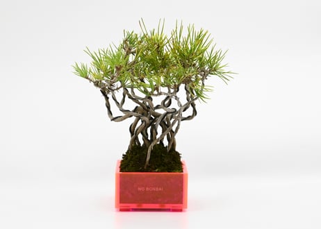黒松(KUROMATSU) | Scapes 黒松(KUROMATSU) | Scapes