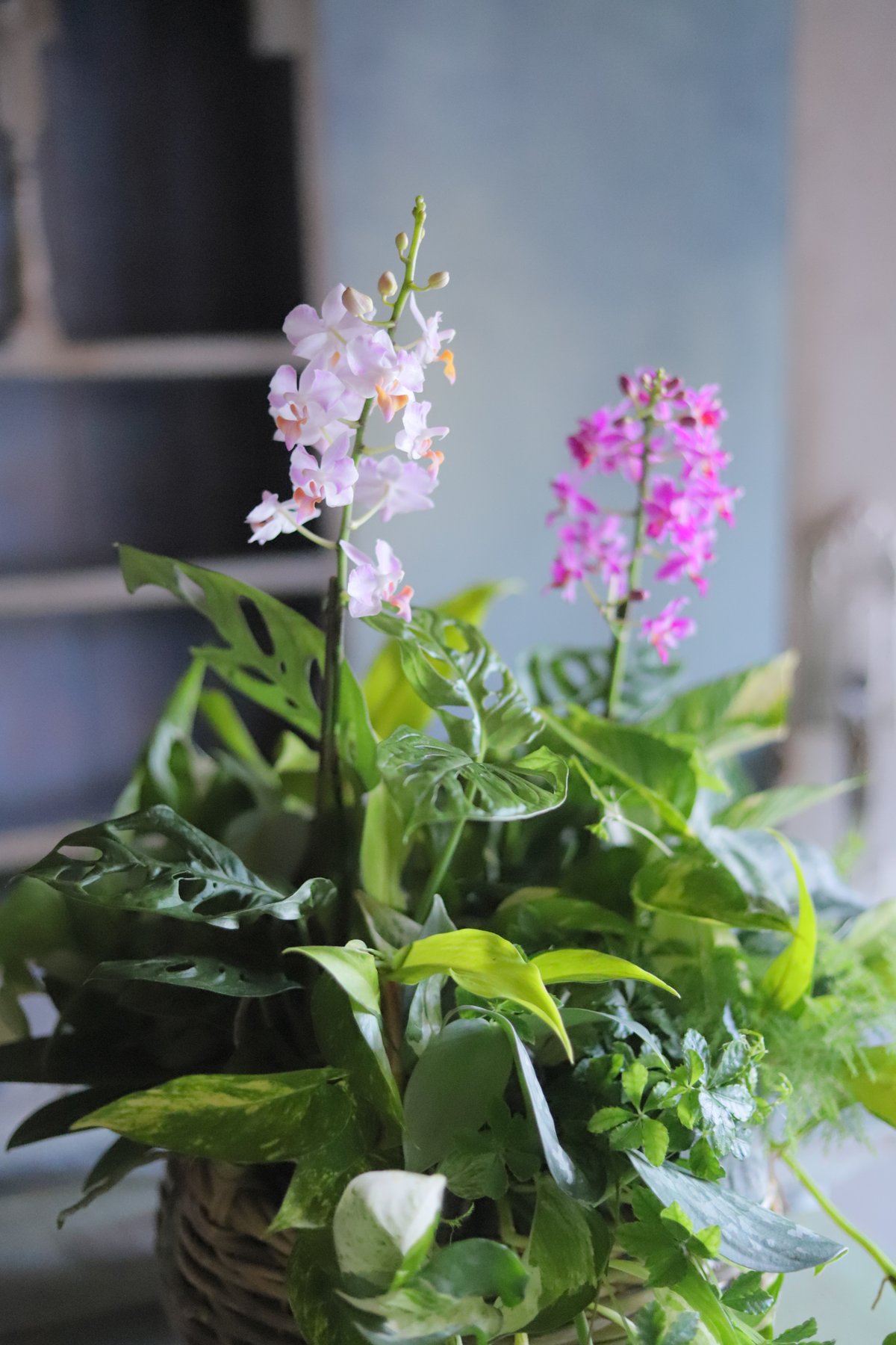 【Flovern Majoko暮らす（フローヴン・マジョコクラス）単学】8/9(土)Green...