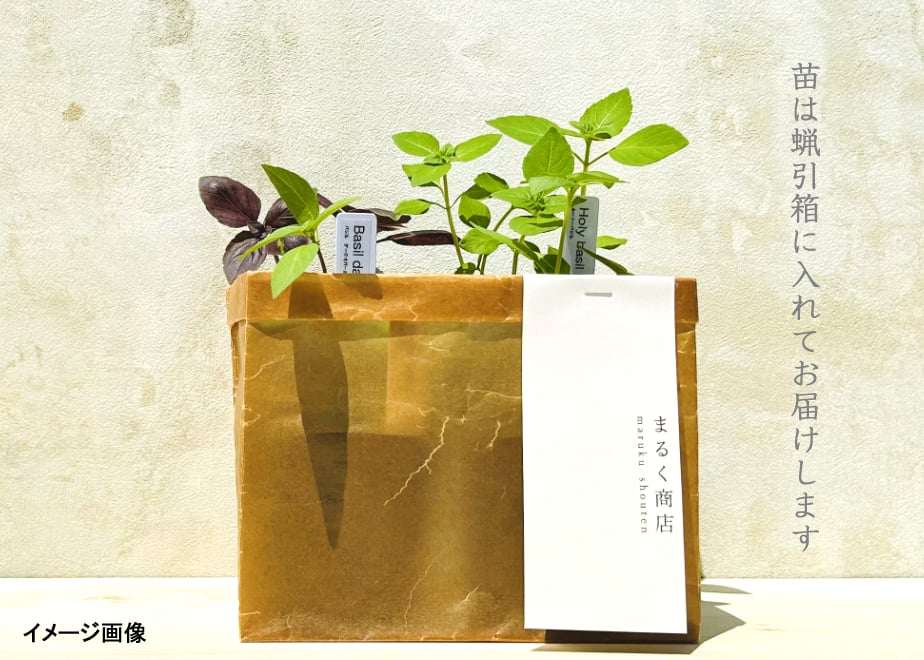 セントジョーンズワート(2POT) | まるく商店オンラインショップ