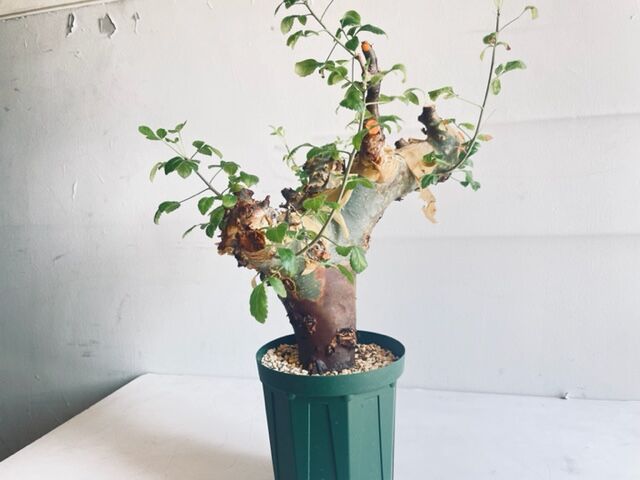 Commiphora kataf ver.turkanensis コミフォラ カタフターカネ Commiphora kataf ver.turkanensis コミフォラ カタフターカネ
