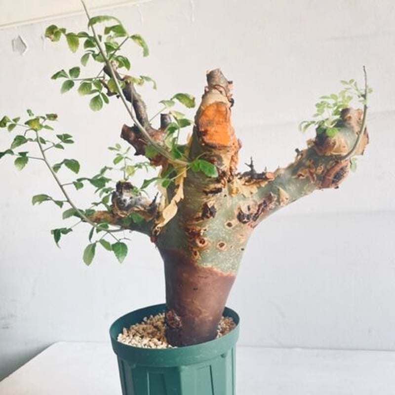 Commiphora kataf ver.turkanensis コミフォラ カタフターカネ Commiphora kataf ver.turkanensis コミフォラ カタフターカネ