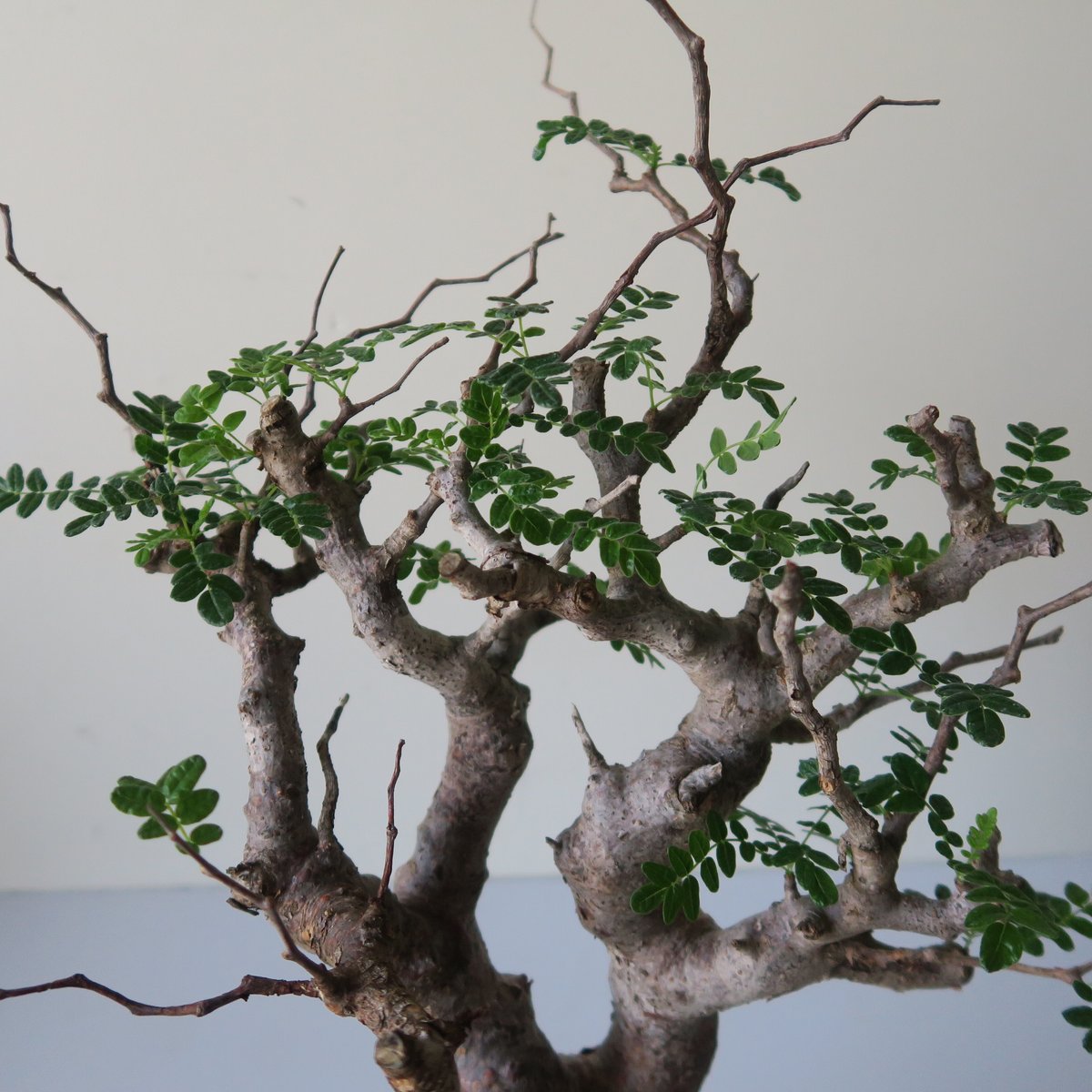 commiphora monstruosa コミフォラモンストローサ GOOD DAYS commiphora monstruosa コミフォラモンストローサ GOOD DAYS