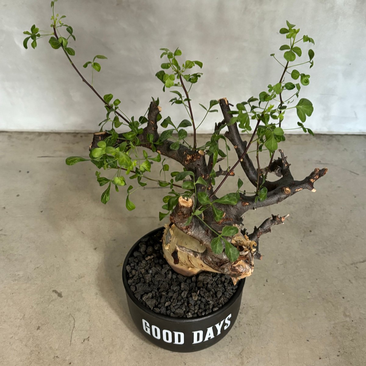 コミフォラ カタフ ピュア【GOODDAYS鉢 black】(24jun29.e1-18 コミフォラ カタフ ピュア【GOODDAYS鉢 black】(24jun29.e1-18