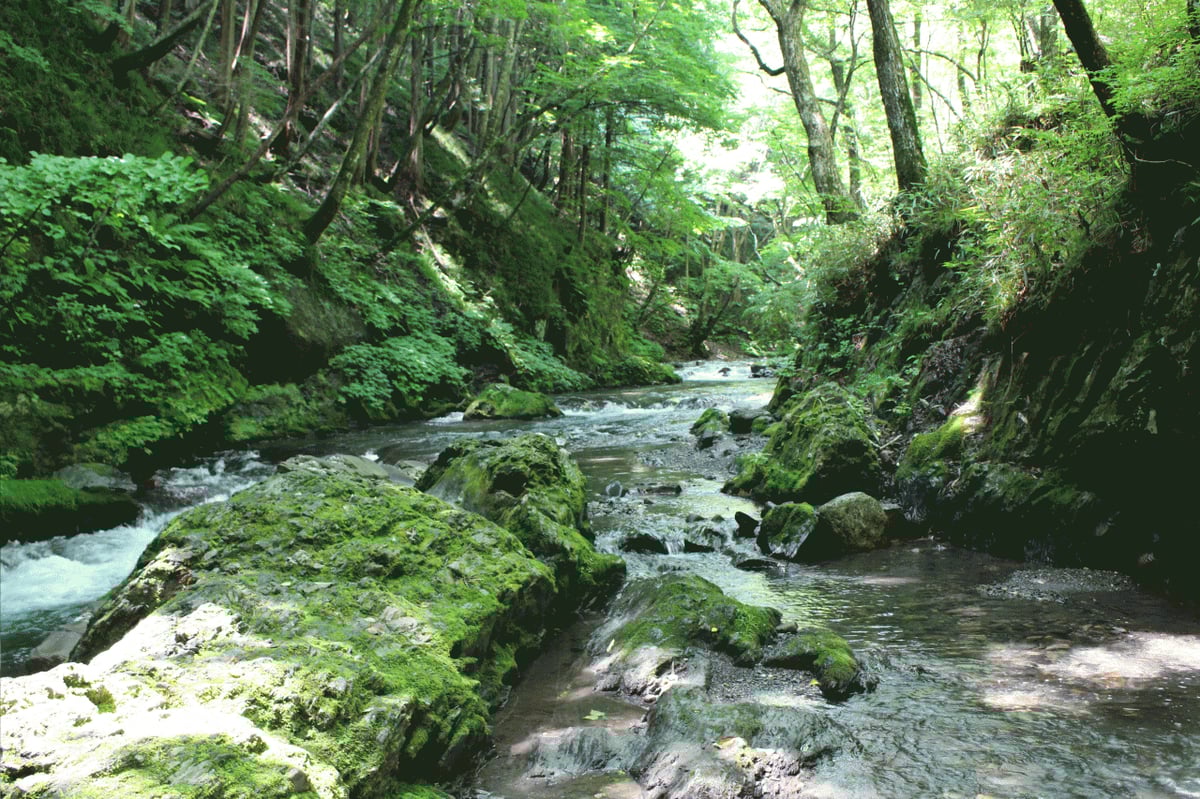 令和7年新米🍙自然栽培コシヒカリ【穂のあかり】5㎏ “毎日の食卓にほっとひと息、里山の恵みが育...