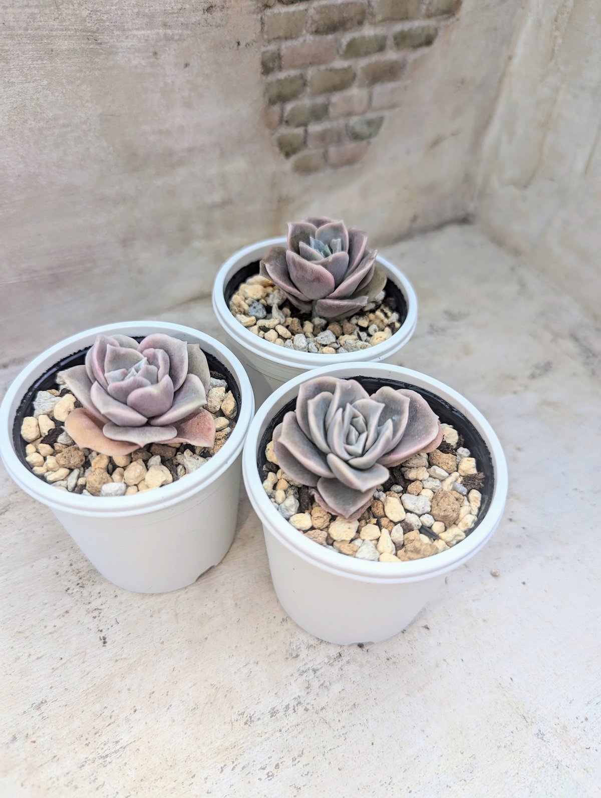 ラブリーローズ エケベリア 抜き苗 | 多肉植物カット苗の通販 ラブリーローズ エケベリア 抜き苗 | 多肉植物カット苗の通販