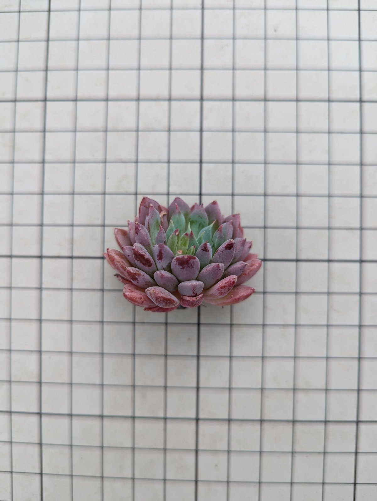 クリッシーNライアン エケベリア カット苗 | 多肉植物カット苗 クリッシーNライアン エケベリア カット苗 | 多肉植物カット苗