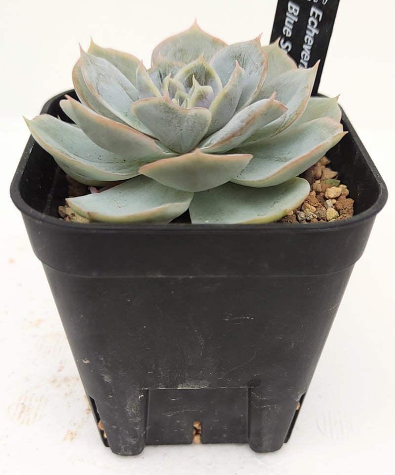 ブルーサプライズ エケベリア | toA Succulent ブルーサプライズ エケベリア | toA Succulent