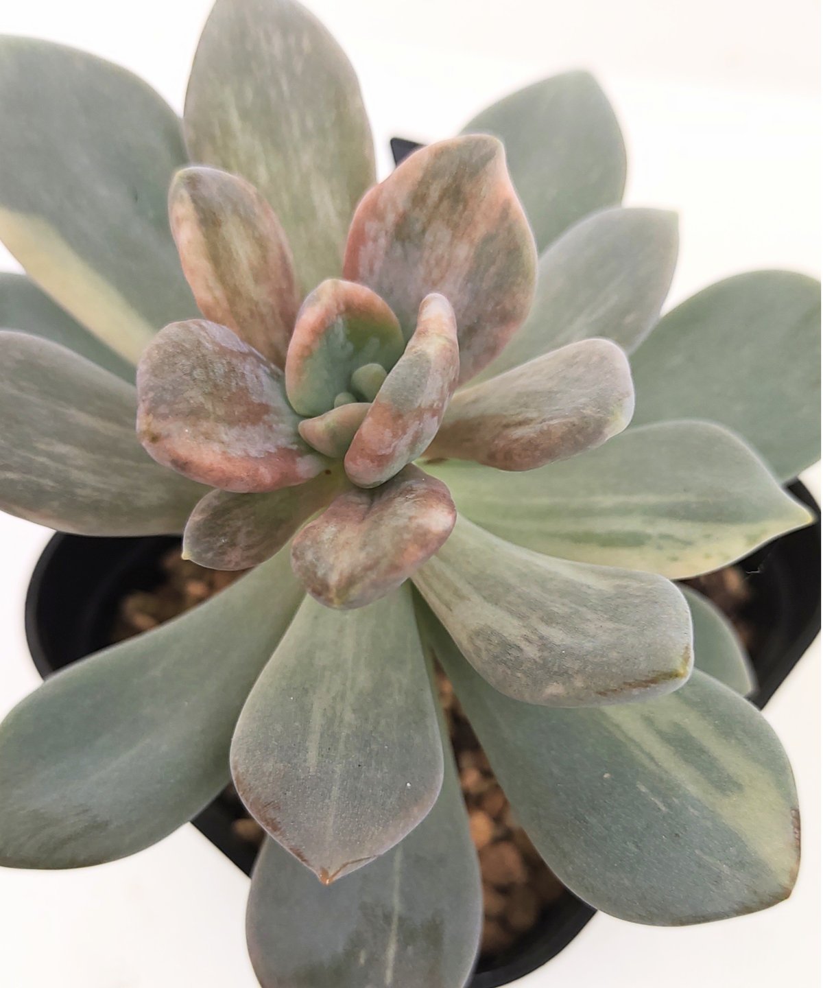 見返り美人錦 パキフィツム | toA Succulent 見返り美人錦 パキフィツム | toA Succulent