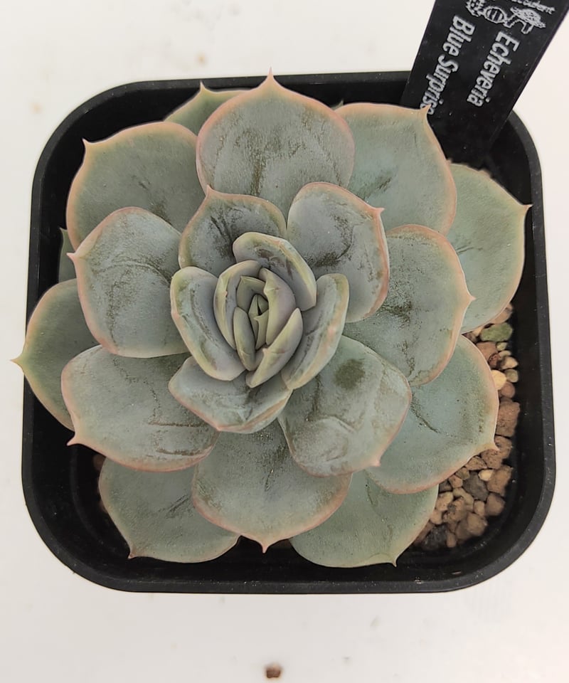 ブルーサプライズ エケベリア | toA Succulent ブルーサプライズ エケベリア | toA Succulent