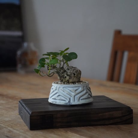 CATEGORY 「 月光 - gekko - 」 | 陶賊 -TOUZOKU- bonsai CATEGORY 「 月光 - gekko - 」 | 陶賊 -TOUZOKU- bonsai