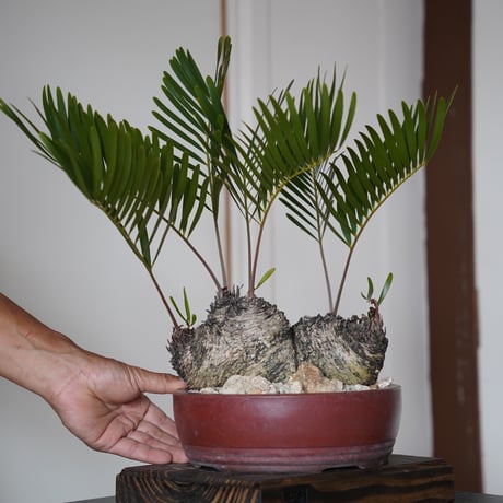 陶賊 -TOUZOKU- bonsai & pottery 陶賊 -TOUZOKU- bonsai & pottery