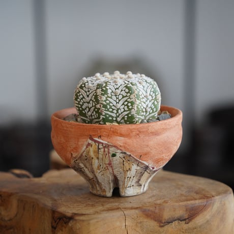 CATEGORY アストロフィツム - Astrophytum - | 陶賊 -TOUZOKU CATEGORY アストロフィツム - Astrophytum - | 陶賊 -TOUZOKU