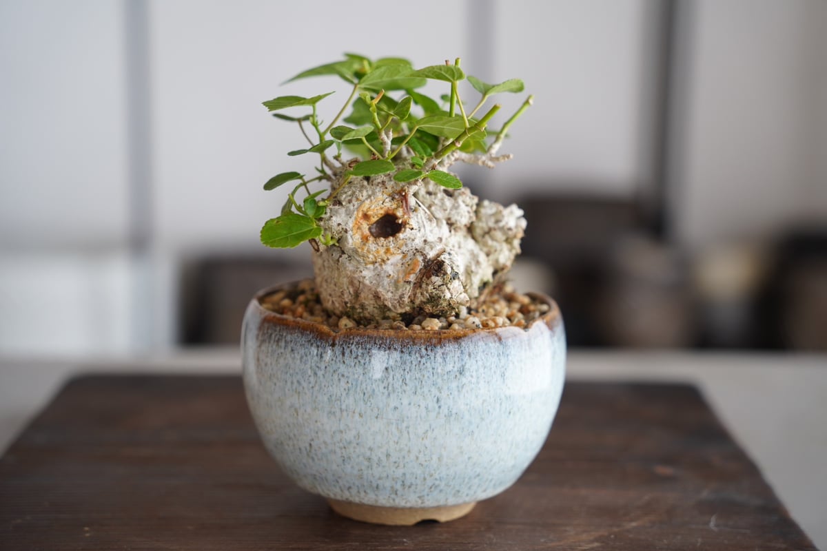 オオハマボウ 盆栽 根塊植物 珍奇植物 太幹 イボ肌 (写欲を オオハマボウ 盆栽 根塊植物 珍奇植物 太幹 イボ肌 (写欲を