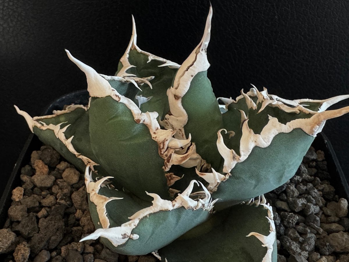 アガベ・チタノタ 狼人(小株)-027|agave titanota were wolf アガベ・チタノタ 狼人(小株)-027|agave titanota were wolf