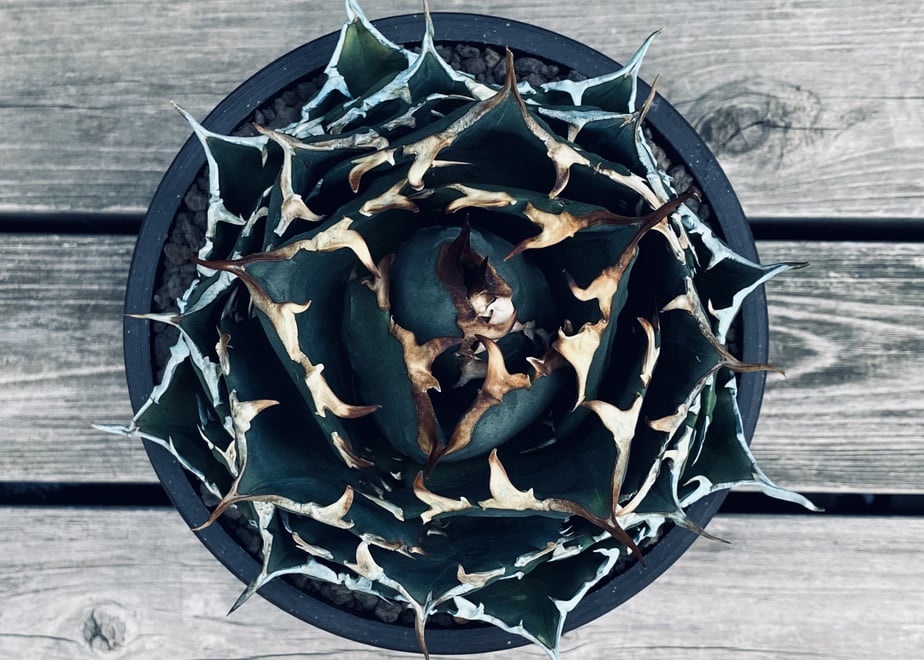 アガベ・チタノタ 夕映厳竜-006｜agave titanota Solar Eclipse ...