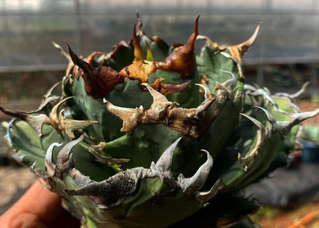 アガベ・チタノタ 夕映厳竜-006｜agave titanota Solar Eclipse ...