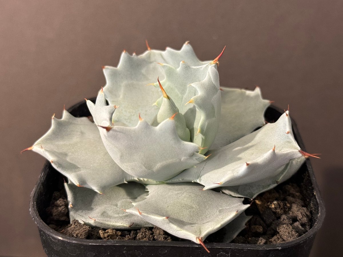 アガベ・白銀甲蟹|(芽)-003| agave isthmensis | Plus_Plant アガベ・白銀甲蟹|(芽)-003| agave isthmensis | Plus_Plant