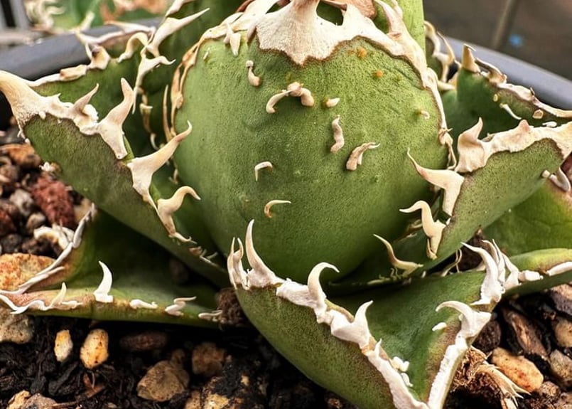 アガベ・チタノタ 天狼星(シリウス)-009|agave titanota sirius アガベ・チタノタ 天狼星(シリウス)-009|agave titanota sirius