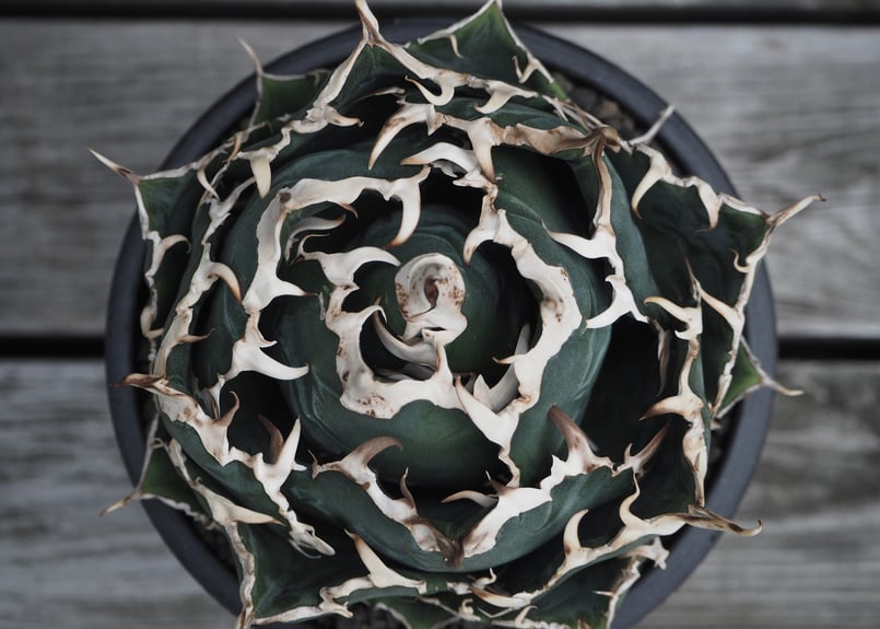 アガベ・チタノタ白鯨(ボールタイプ)中-062|agave titanota アガベ・チタノタ白鯨(ボールタイプ)中-062|agave titanota