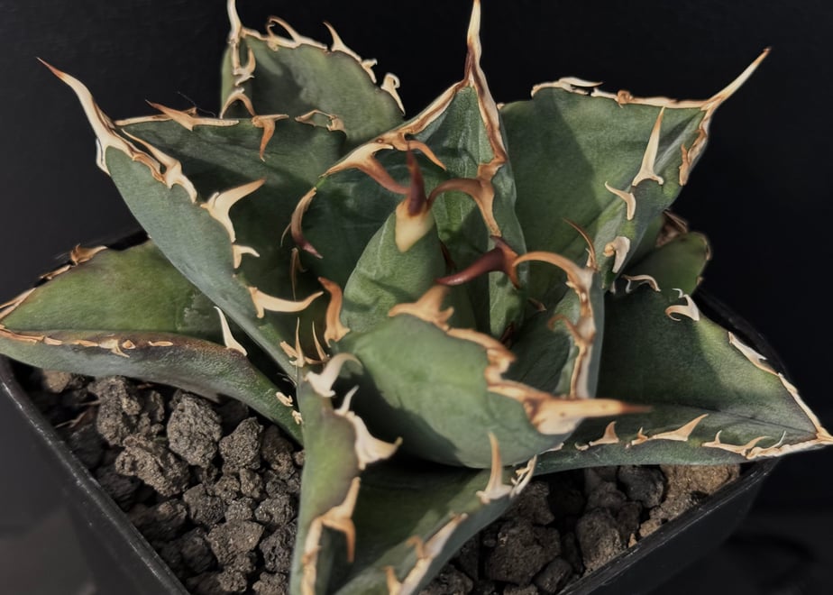 アガベ・チタノタ白鯨(小株)-080｜agave titanota white whale