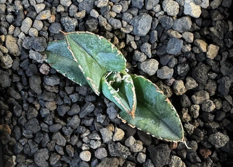 アガベ・チタノタ 繁星(芽)-009|agave titanota star‐studded アガベ・チタノタ 繁星(芽)-009|agave titanota star‐studded