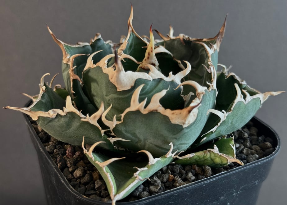 アガベ・チタノタ白鯨（小）-056｜agave titanota white whale