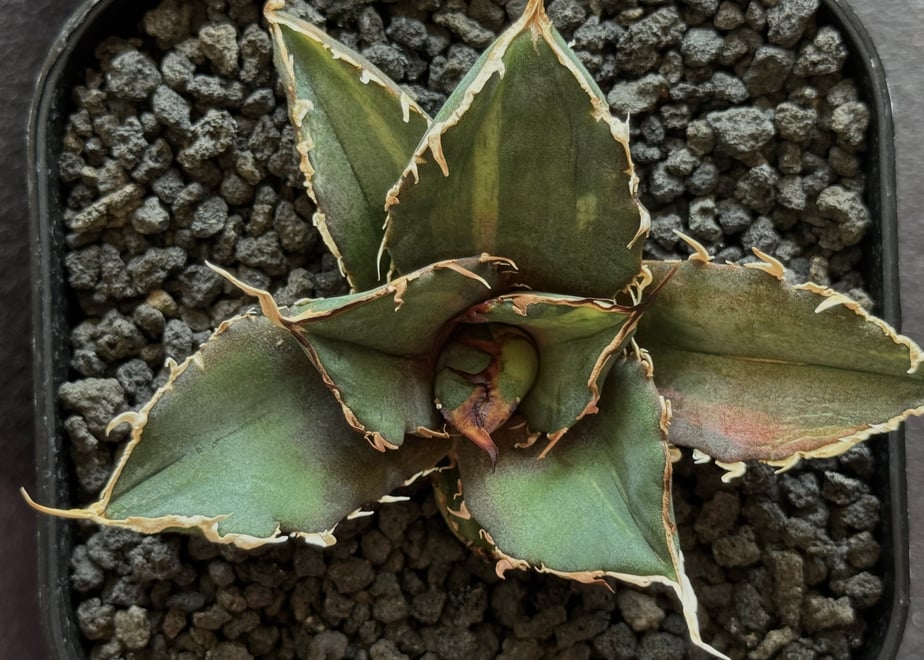 アガベ・チタノタ白鯨（縞斑）芽-010｜agave titanota white whale ...