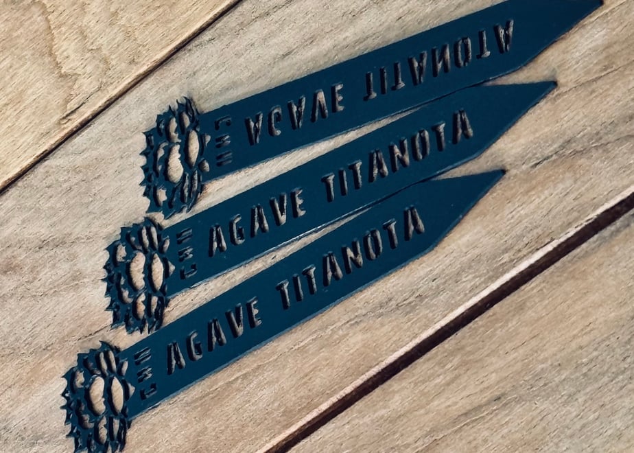 アガベ・チタノタ CG01 追星（芽）-005｜agave CG01/Cok | Plus_P...