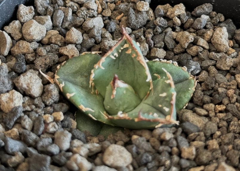 アガベ・チタノタ 鰐亀(芽)-004|agave titanota alligator sna アガベ・チタノタ 鰐亀(芽)-004|agave titanota alligator sna