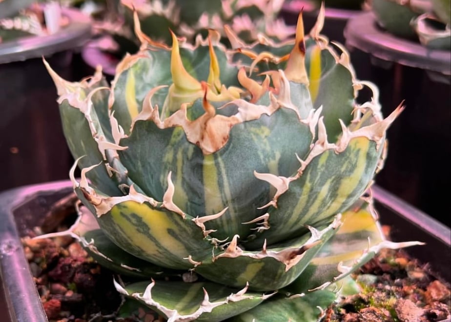 アガベ・チタノタ白鯨（縞斑）芽-008｜agave titanota white whale ...