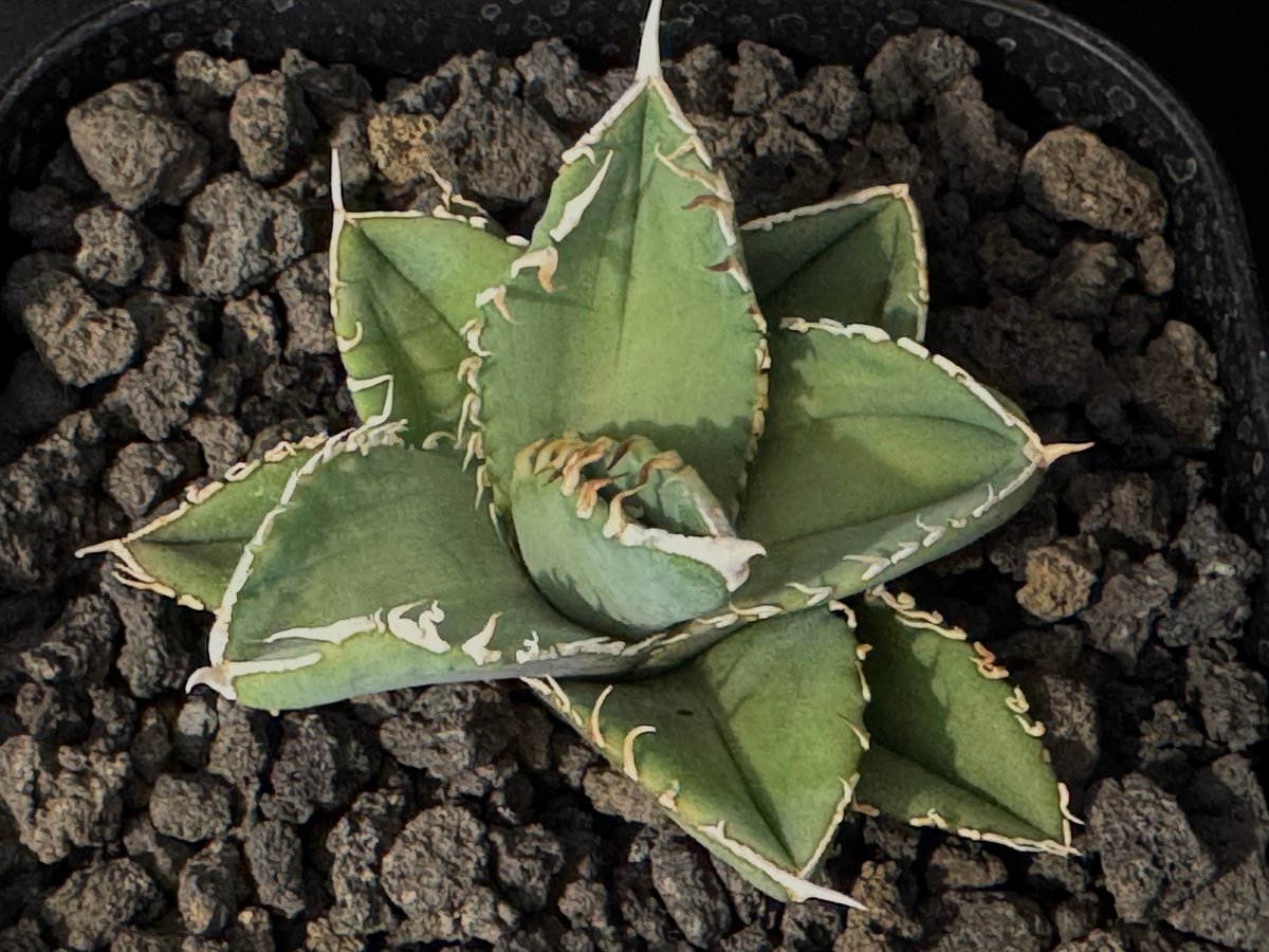 アガベ・チタノタ 白毫刺(芽)-013|agave titanota アガベ・チタノタ 白毫刺(芽)-013|agave titanota