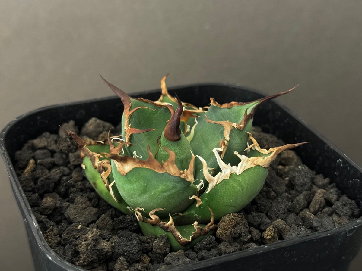 アガベ・チタノタ シーザー/CJ血統(凱撒)芽-009|agave アガベ・チタノタ シーザー/CJ血統(凱撒)芽-009|agave