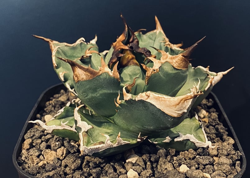 アガベ・チタノタ 白火焔(中/小)-008|agave titanota white flam アガベ・チタノタ 白火焔(中/小)-008|agave titanota white flam