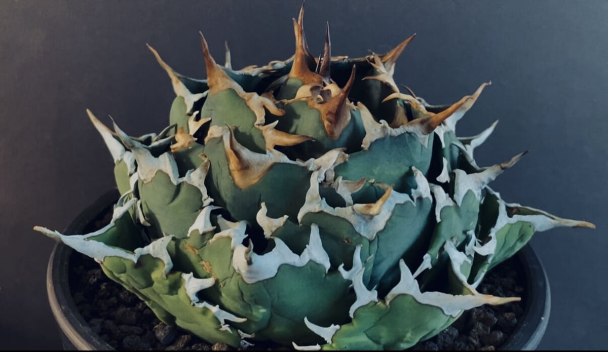 アガベ・チタノタ 夕映厳竜-008|agave titanota Solar Eclipse アガベ・チタノタ 夕映厳竜-008|agave titanota Solar Eclipse